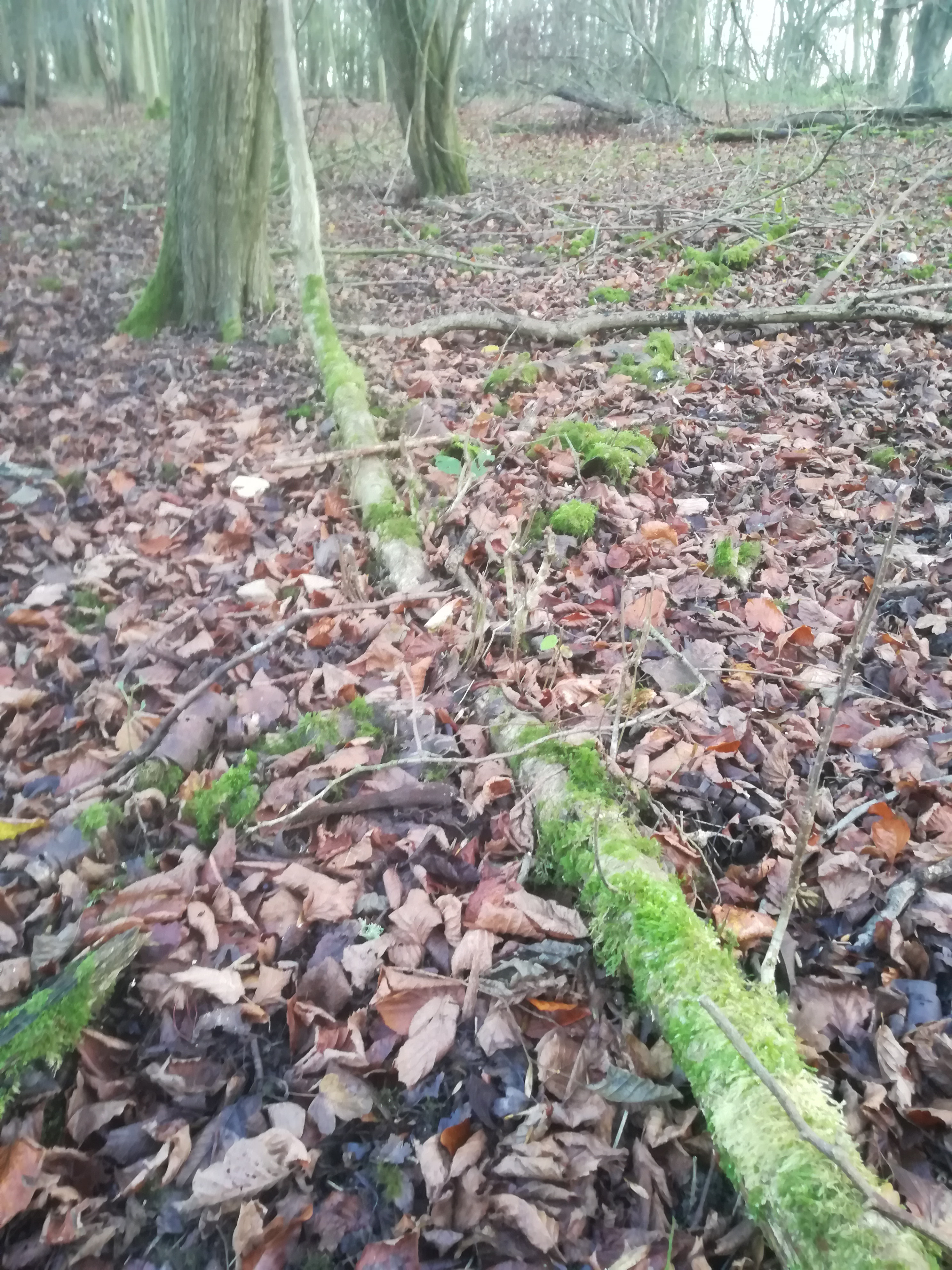 Examples of Nature’s Velcro and “self Layering”. – Tim Burr